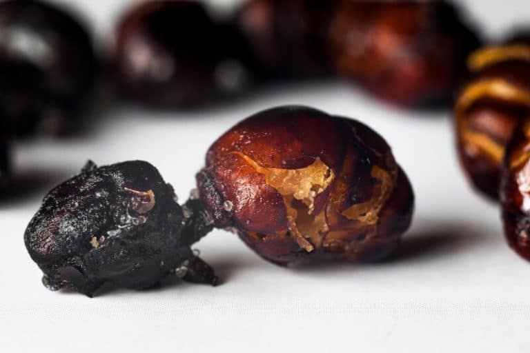 Aunty Ants: Colombia's Crispy Hormigas Culonas - Tiny Kitchen Divas