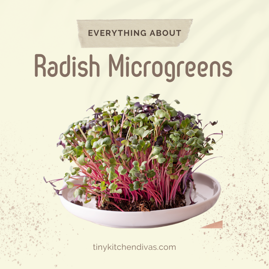 Everything About Radish Microgreens - Tiny Kitchen Divas