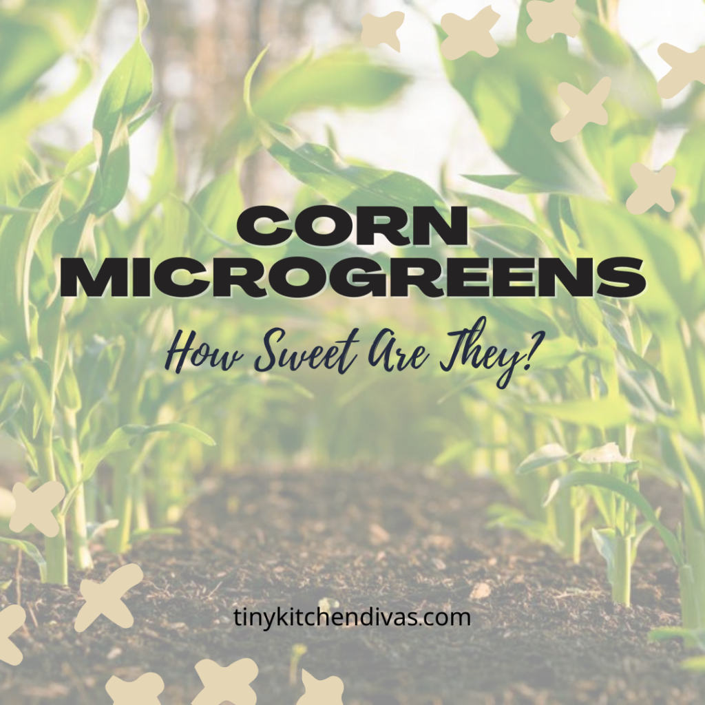 Corn Microgreens: How Sweet Are They? - Tiny Kitchen Divas
